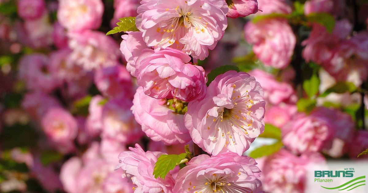 Prunus triloba, Mandelbäumchen von Bruns Pflanzen