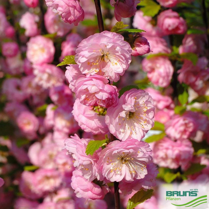 Prunus triloba von Bruns Pflanzen