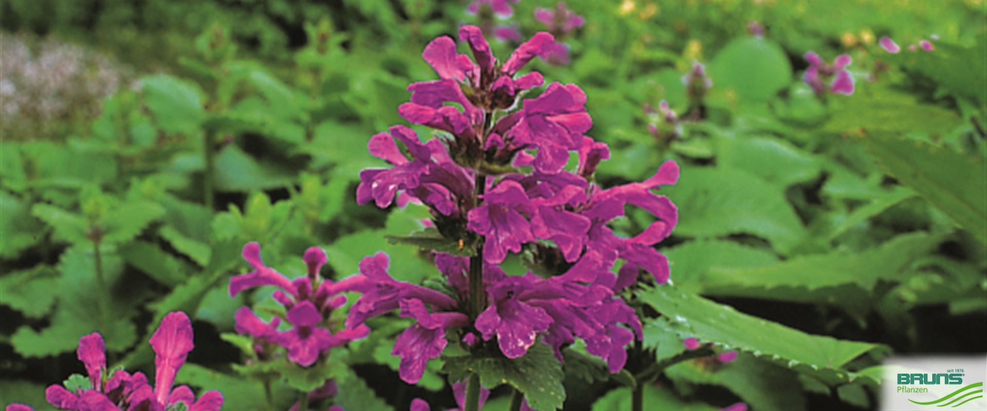 Stachys grandiflora 'Superba' von Bruns Pflanzen