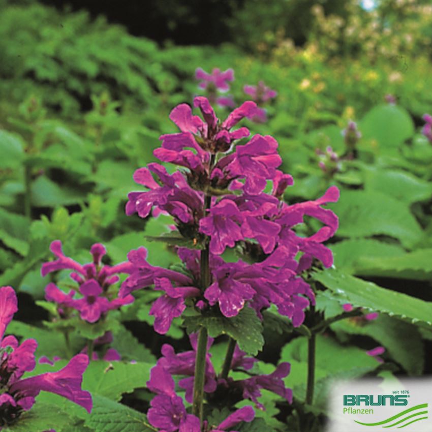 Stachys grandiflora 'Superba' von Bruns Pflanzen