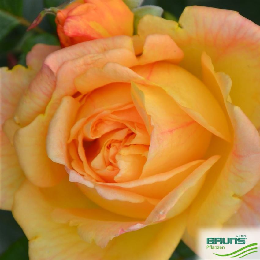 Strauchrose 'Michka' (R) von Bruns Pflanzen