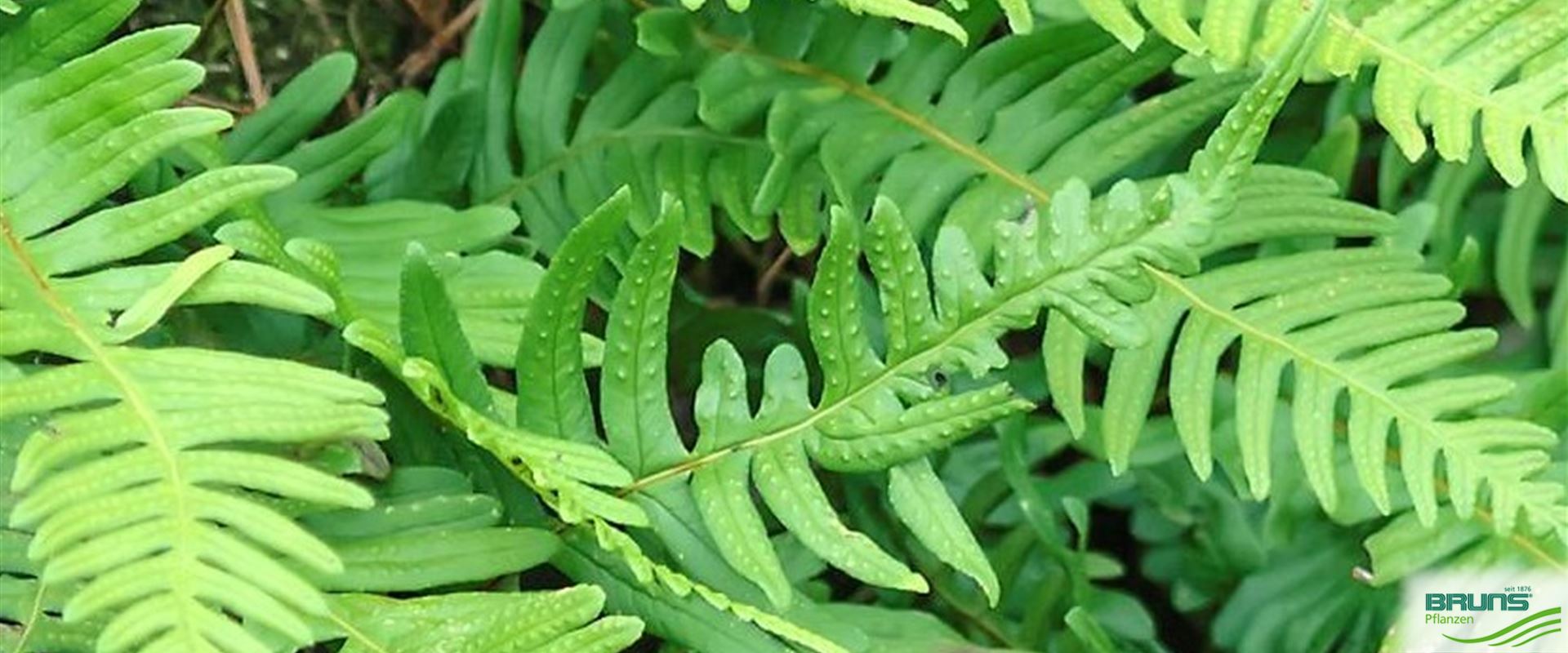 Polypodium vulgare, Common Polypody von Bruns Pflanzen