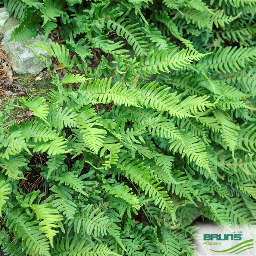Polypodium vulgare, Common Polypody von Bruns Pflanzen