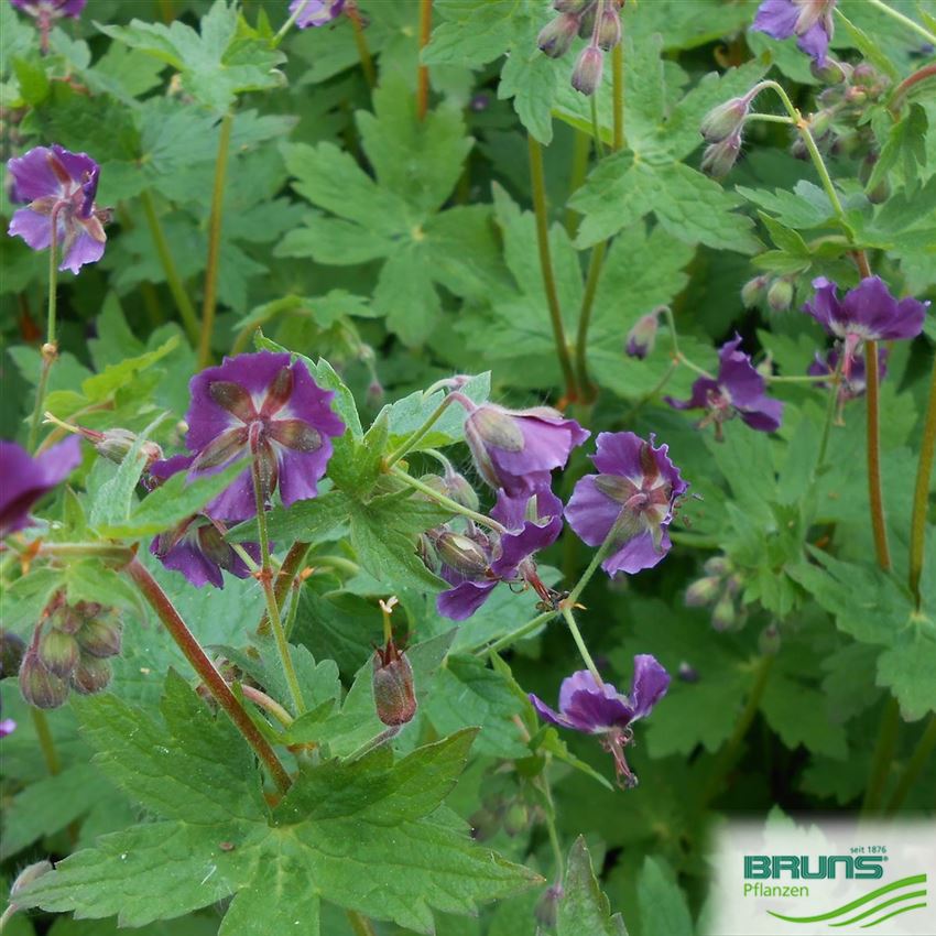 Geranium phaeum, Mourning Widow von Bruns Pflanzen