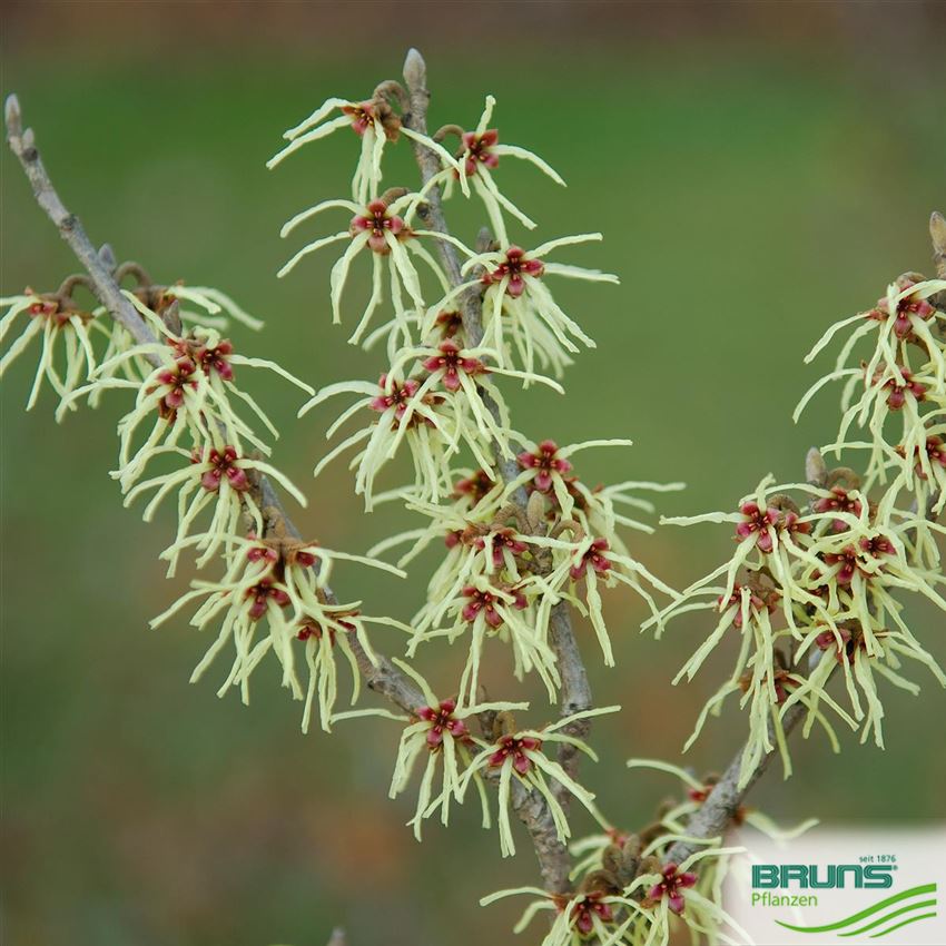 Hamamelis japonica, Japanese witch hazel von Bruns Pflanzen