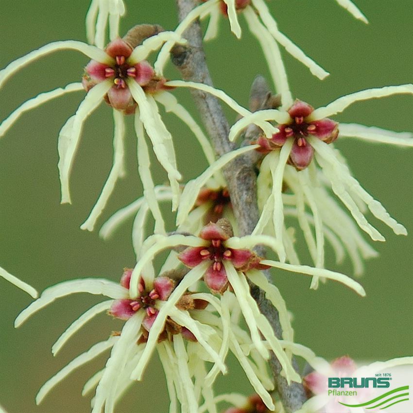 Hamamelis japonica, Japanese witch hazel von Bruns Pflanzen