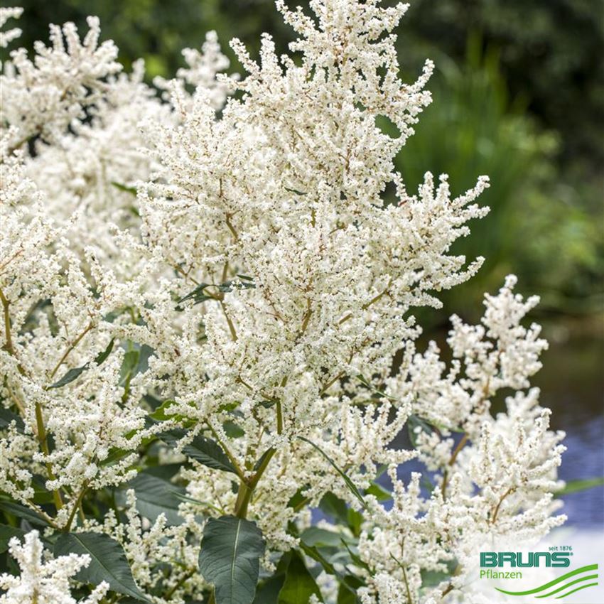 Aruncus dioicus, Goat's Beard von Bruns Pflanzen