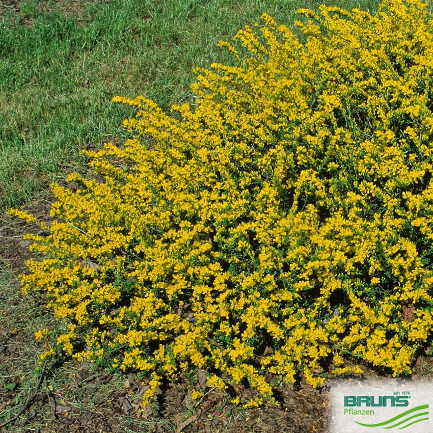 Genista pilosa, Silky leaf woadwaxen von Bruns Pflanzen