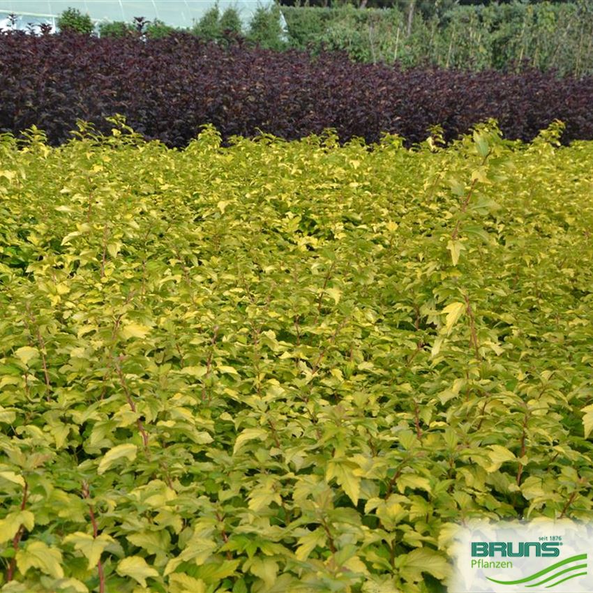 Physocarpus opulifolius 'Darts Gold', Gelbe Blasenspiere von Bruns Pflanzen