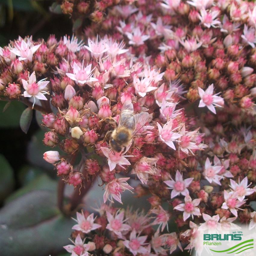 Sedum 'Matrona' von Bruns Pflanzen
