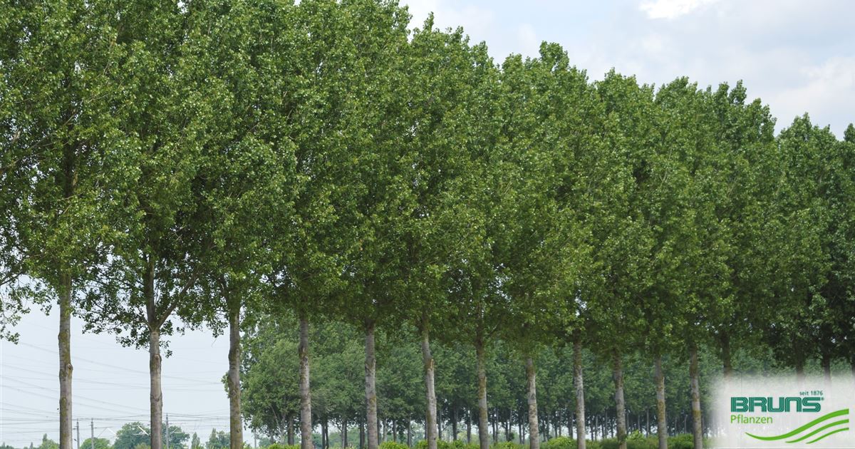 Populus x canadensis 'Robusta', Holz-Pappel, Robusta-Pappel von Bruns ...