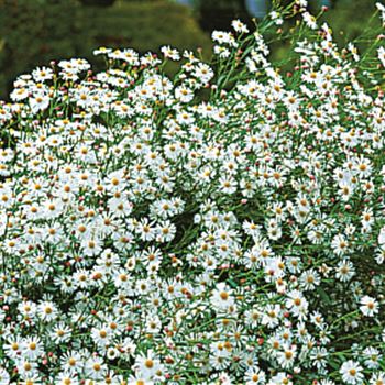 Boltonia asteroides von Bruns Pflanzen
