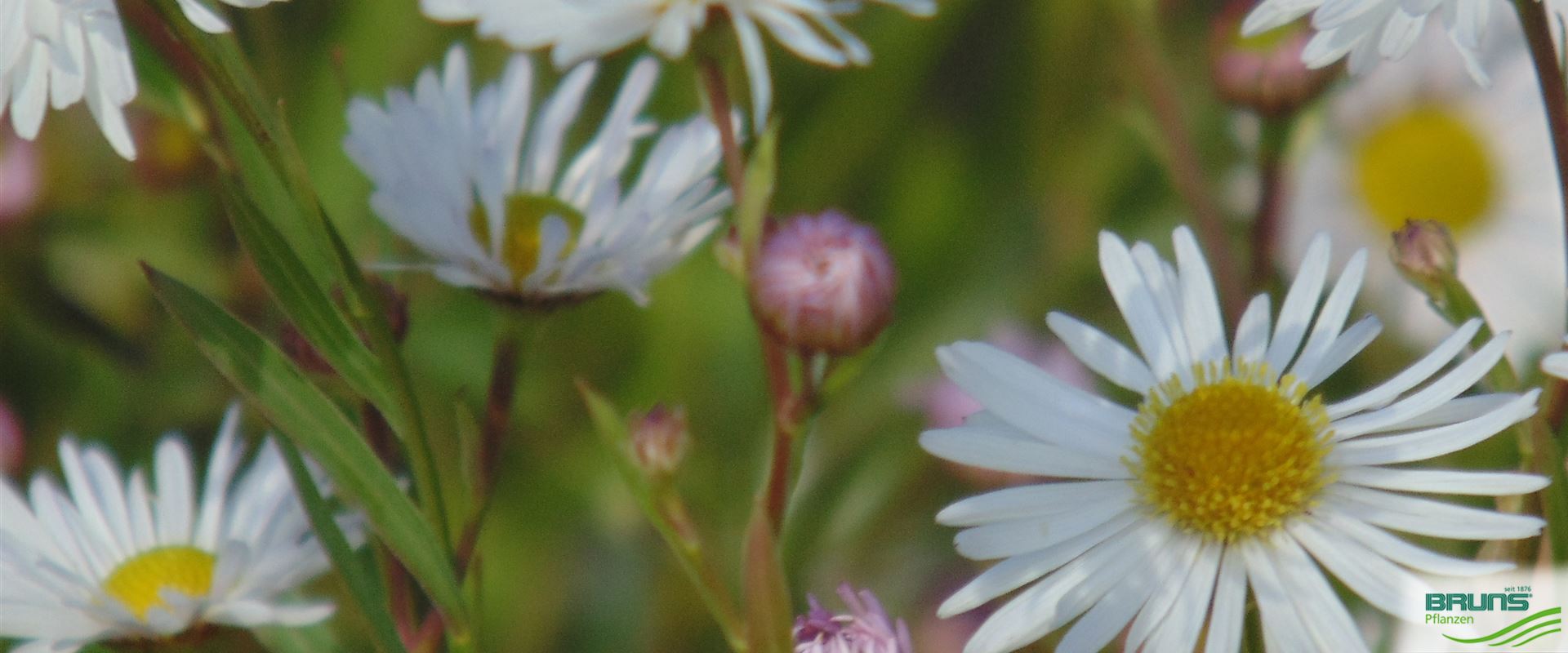 Boltonia asteroides von Bruns Pflanzen