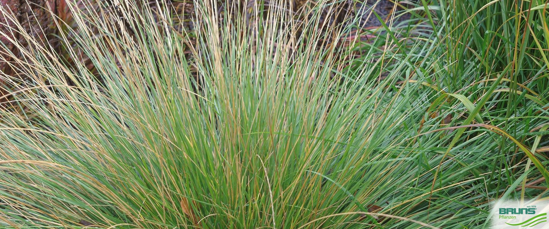 Festuca mairei, Atlas-Schwingel von Bruns Pflanzen