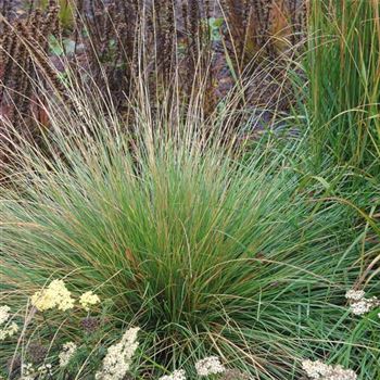 Festuca mairei, Atlas Mountain Fescue von Bruns Pflanzen