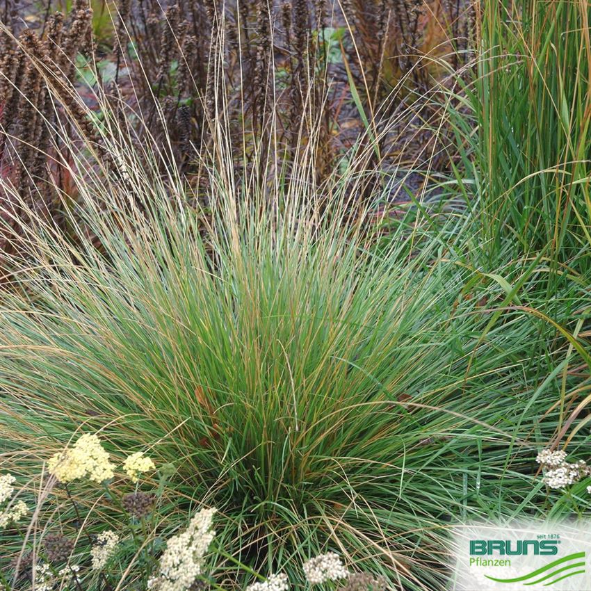 Festuca mairei, Atlas-Schwingel von Bruns Pflanzen