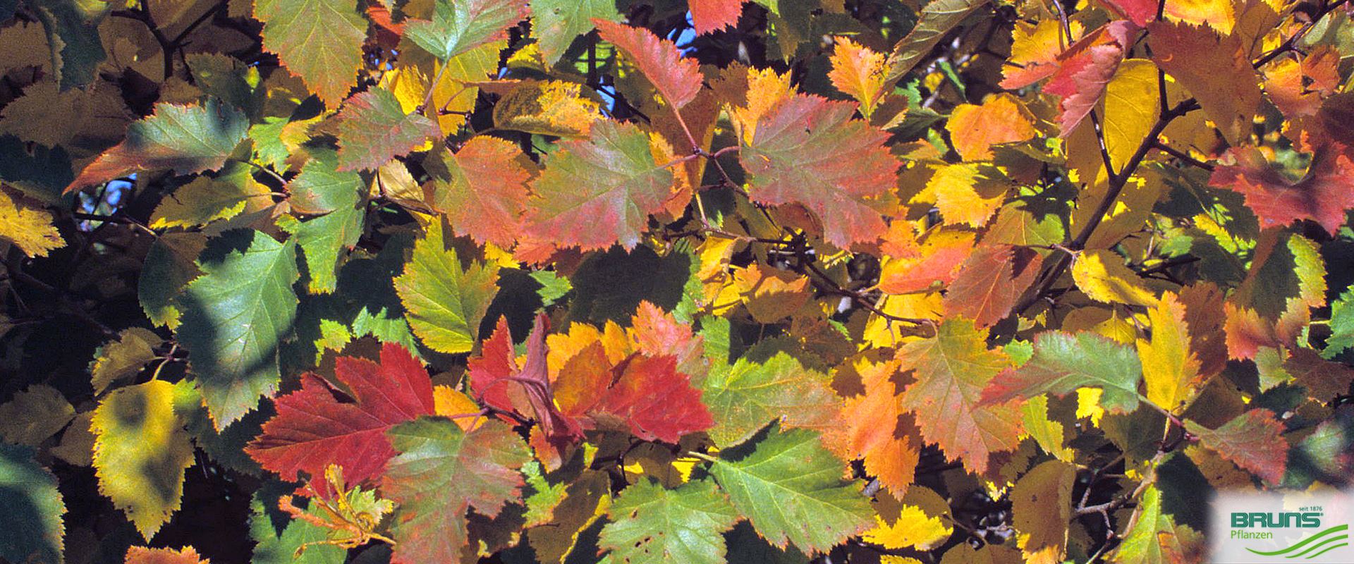 Crataegus coccinea, Scarlet haw von Bruns Pflanzen