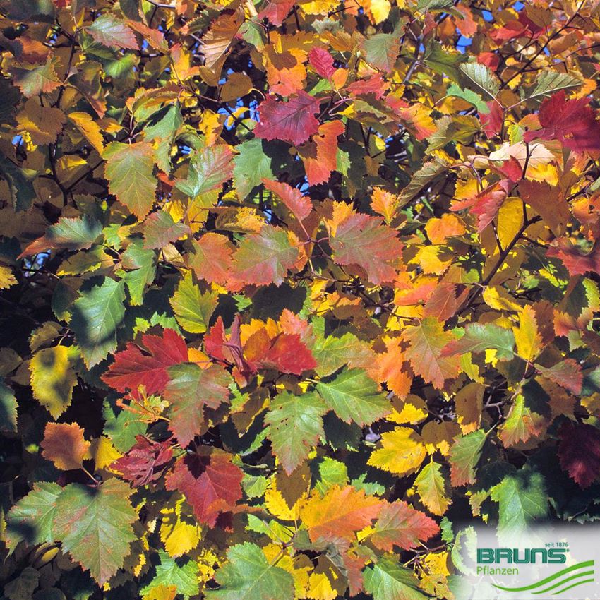 Crataegus coccinea, Scarlet haw von Bruns Pflanzen