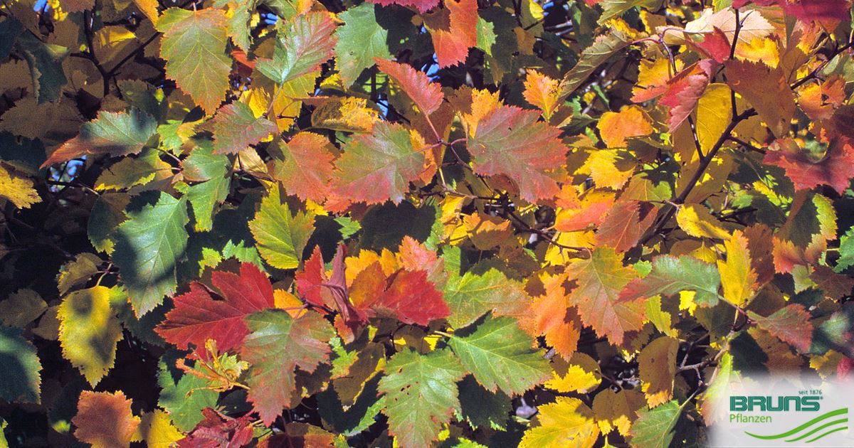 Crataegus coccinea, Scarlet haw von Bruns Pflanzen