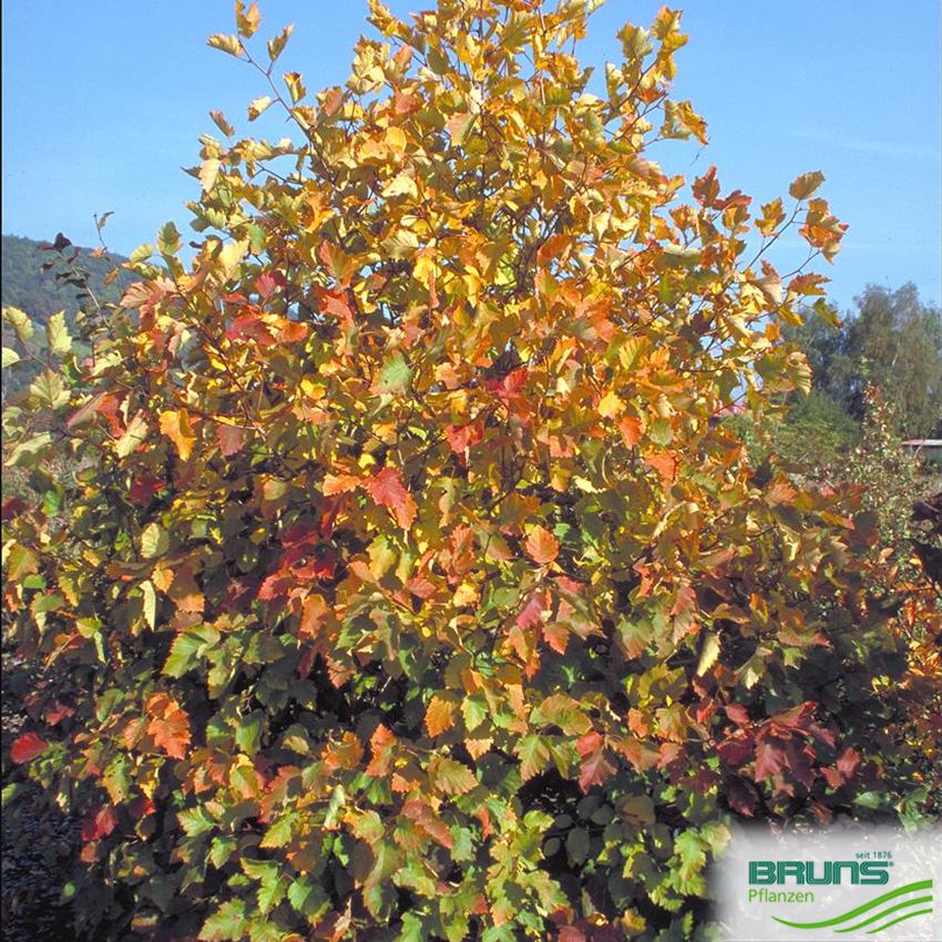 Crataegus coccinea, Scarlet haw von Bruns Pflanzen