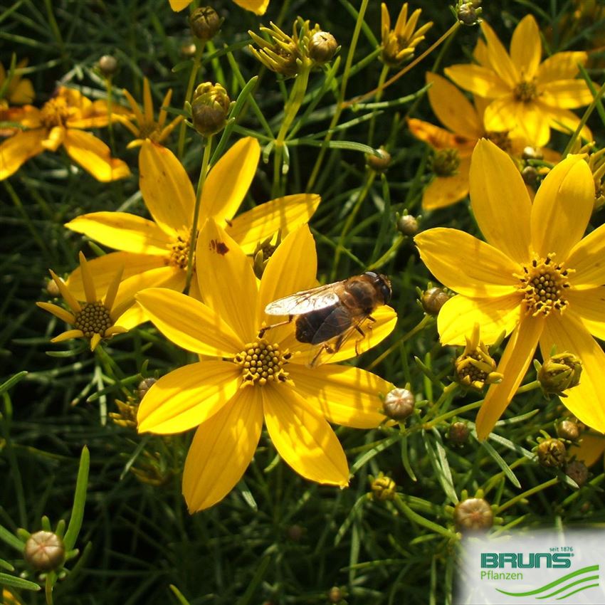 Coreopsis verticillata 'Zagreb' von Bruns Pflanzen