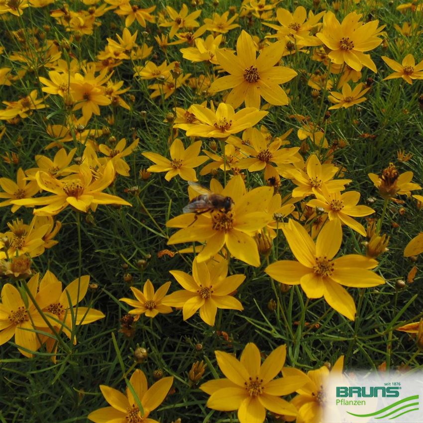 Coreopsis verticillata 'Zagreb' von Bruns Pflanzen