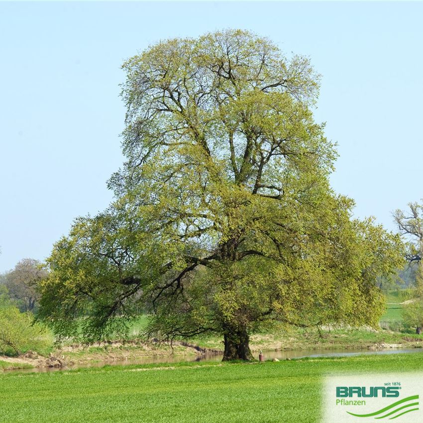 Ulmus laevis, European white elm von Bruns Pflanzen