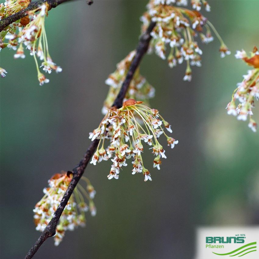 Ulmus laevis, European white elm von Bruns Pflanzen
