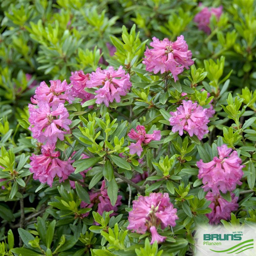 Rhododendron ferrugineum, echte Alpenrose von Bruns Pflanzen