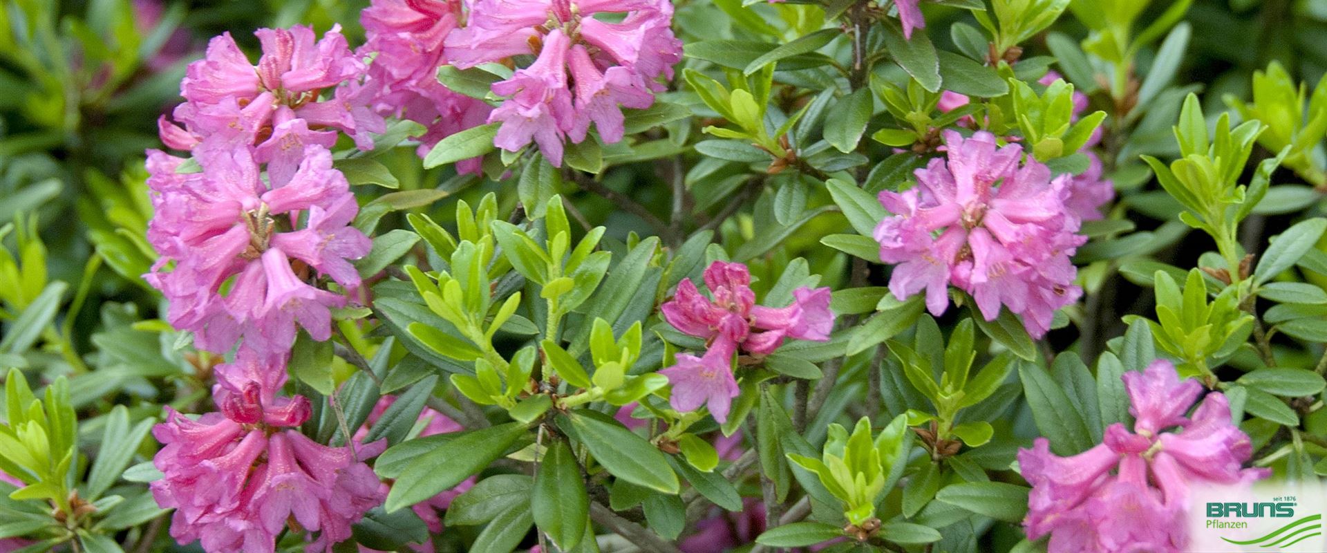 Rhododendron ferrugineum, Alpine rose von Bruns Pflanzen