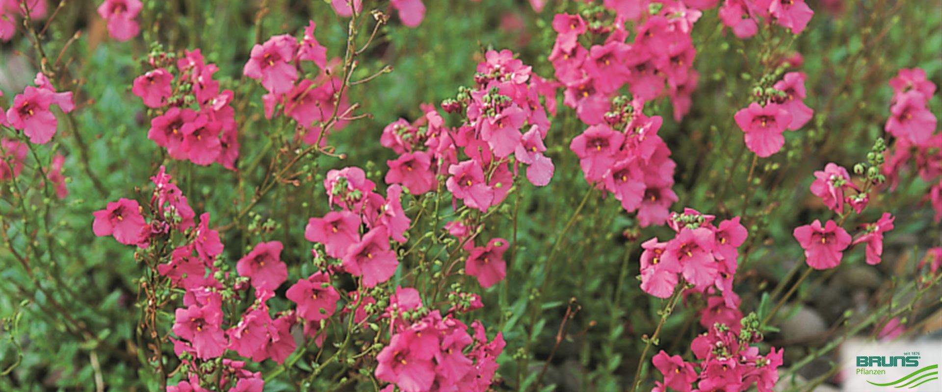 Diascia barberae 'Ruby Field' von Bruns Pflanzen