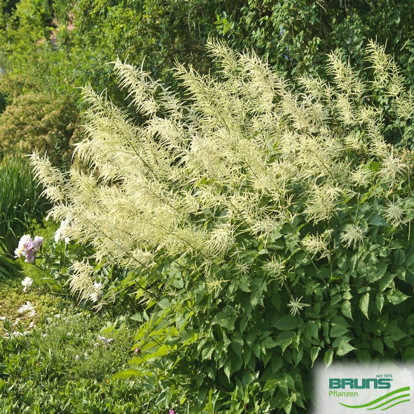 Aruncus dioicus, Goat's Beard von Bruns Pflanzen