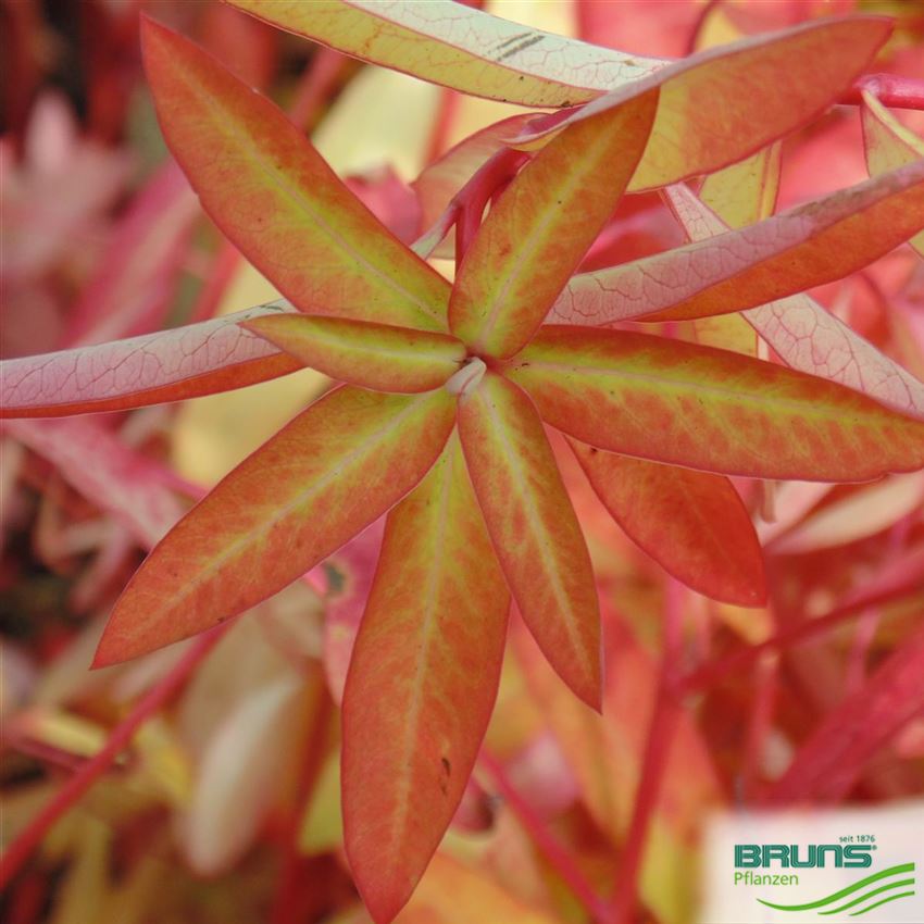 Euphorbia griffithii 'Fireglow' von Bruns Pflanzen