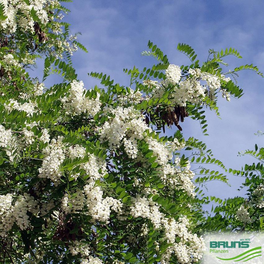 Robinia pseudoacacia, Robinia, Scheinakazie von Bruns Pflanzen