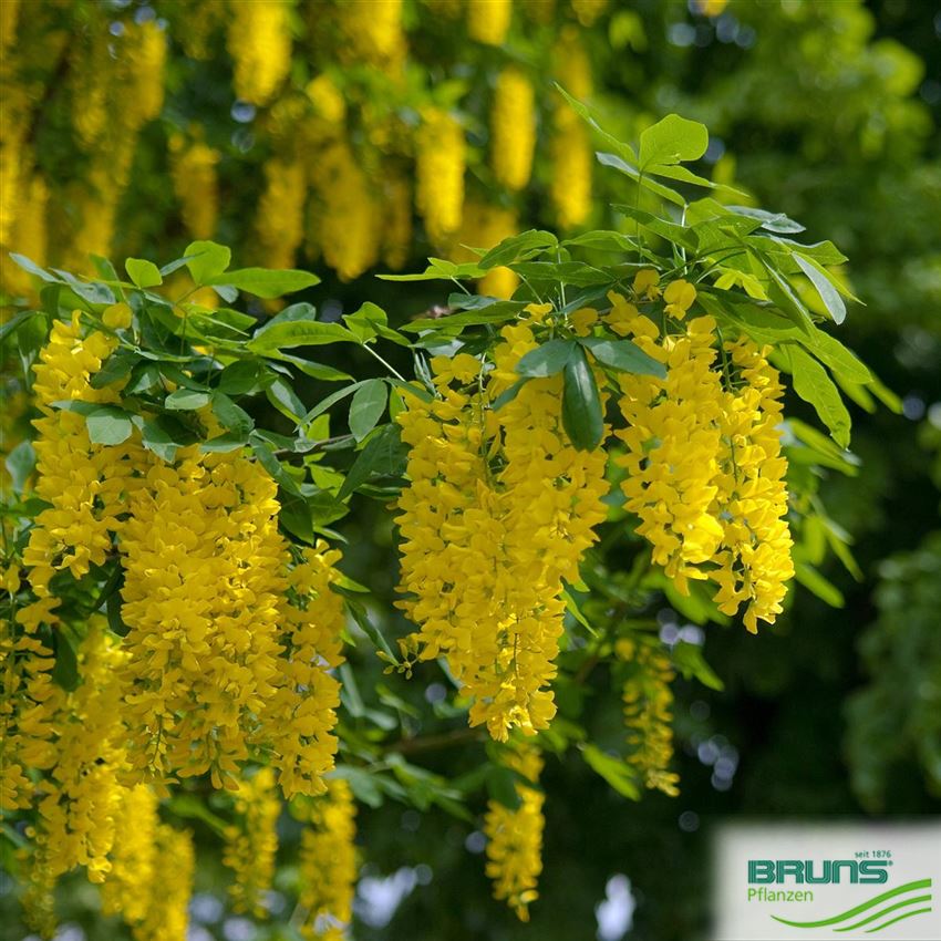 Laburnum anagyroides, Common laburnum von Bruns Pflanzen