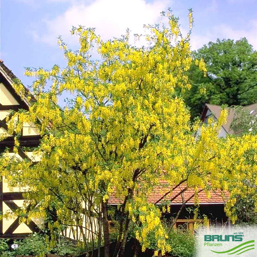 Laburnum anagyroides, Common laburnum von Bruns Pflanzen