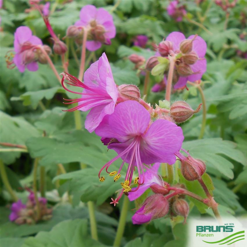 Geranium macrorrhizum von Bruns Pflanzen