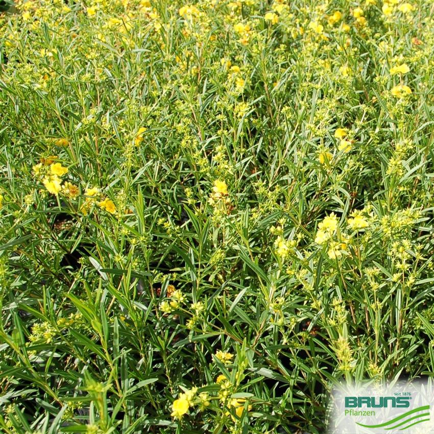 Hypericum erectum 'Gemo' von Bruns Pflanzen
