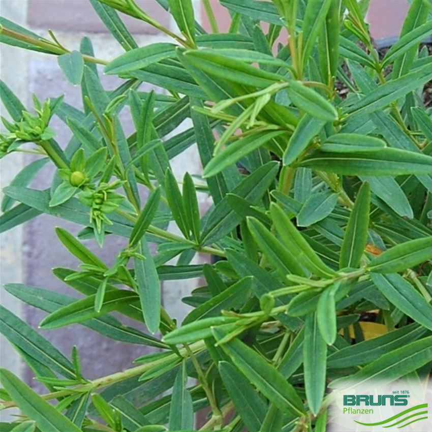 Hypericum erectum 'Gemo' von Bruns Pflanzen