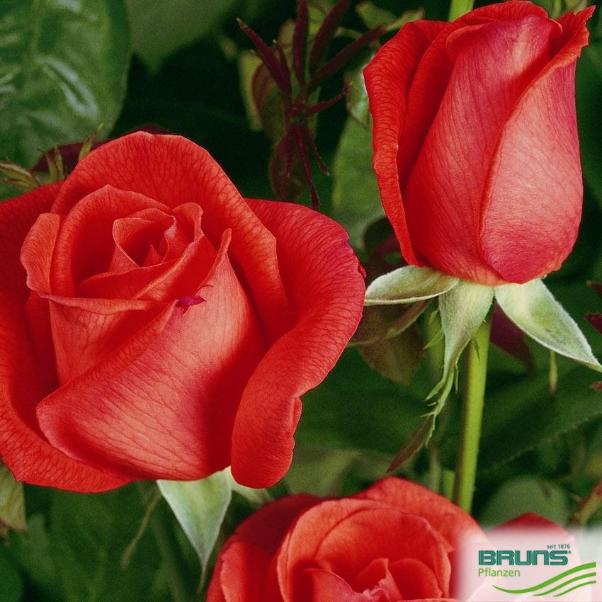 Edelrose 'Super Star' (R) von Bruns Pflanzen