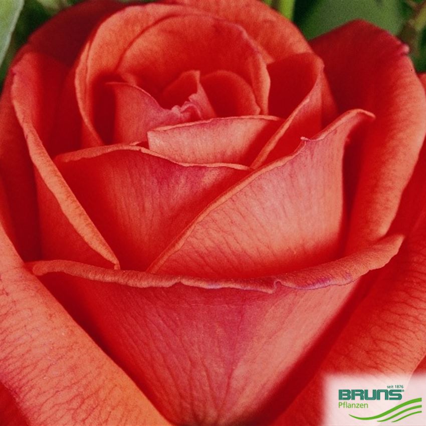 Edelrose 'Super Star' (R) von Bruns Pflanzen