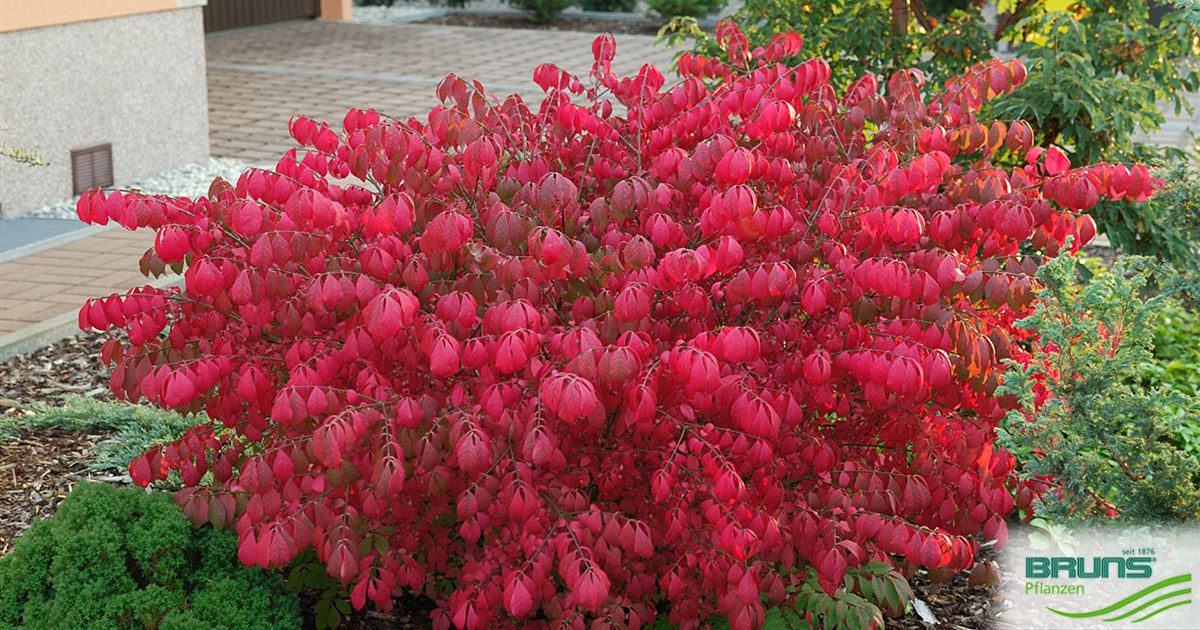 Euonymus alatus 'Compactus' von Bruns Pflanzen