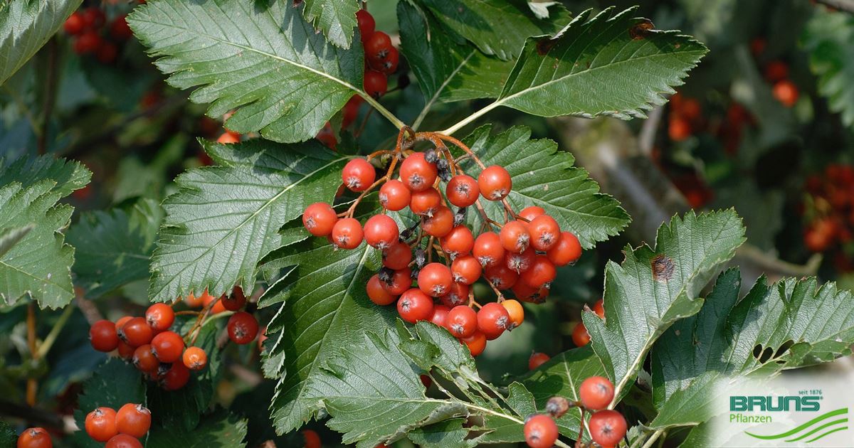 Sorbus Intermedia Blatt