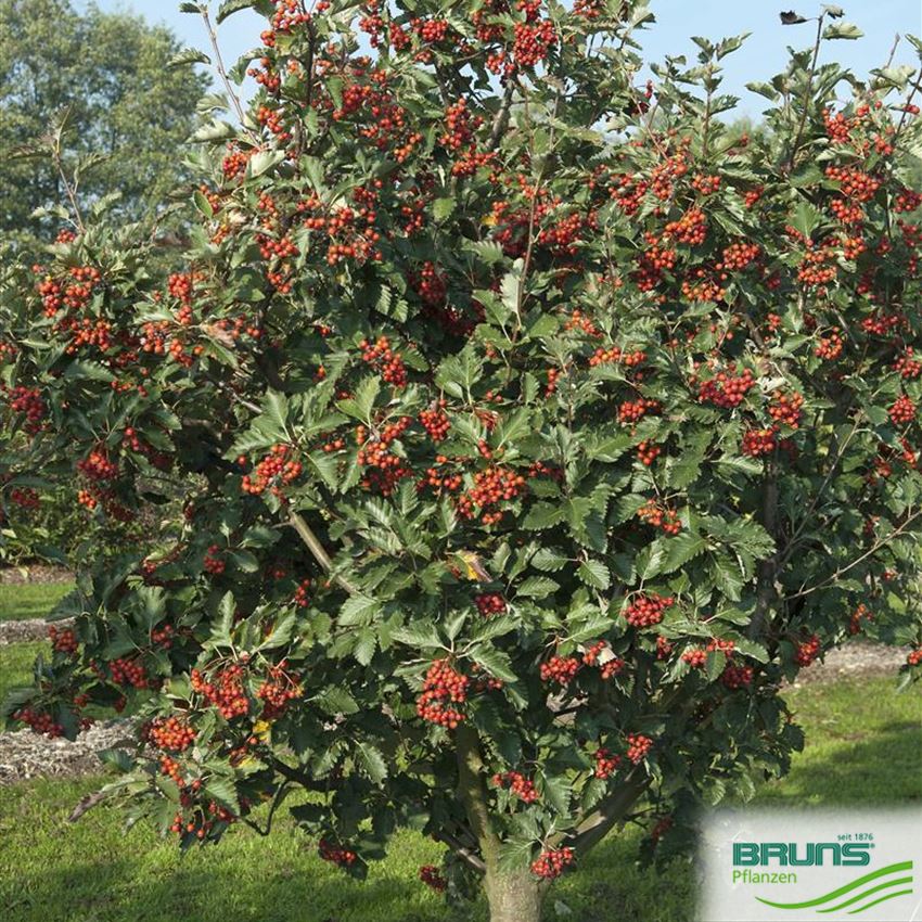 Sorbus intermedia, Schwedische Mehlbeere, Oxelbeere von Bruns Pflanzen