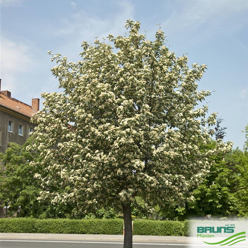 Sorbus intermedia, Schwedische Mehlbeere, Oxelbeere von Bruns Pflanzen