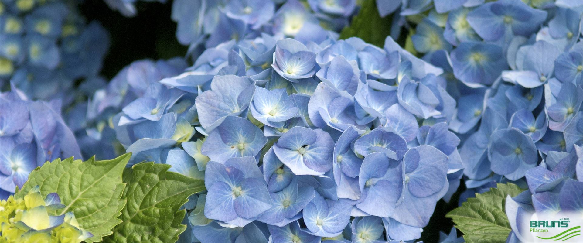 Hydrangea macrophylla 'Bela' von Bruns Pflanzen