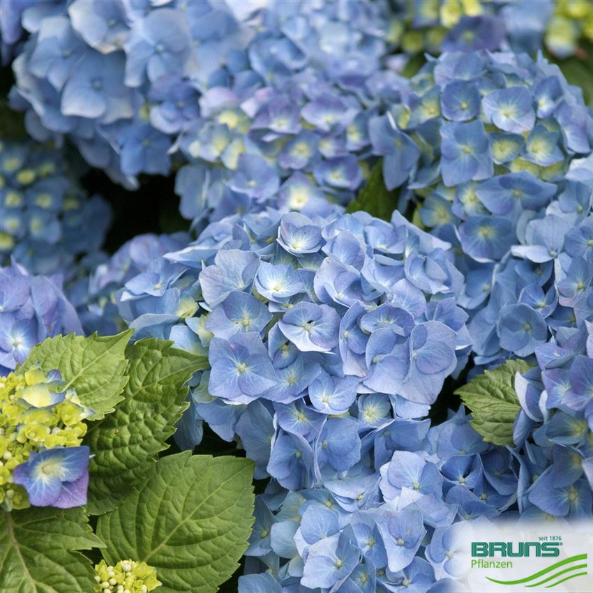 Hydrangea macrophylla 'Bela' von Bruns Pflanzen