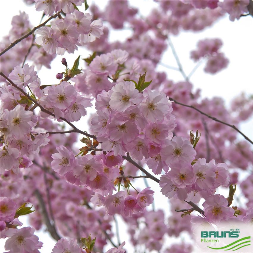 Prunus serrulata 'Shirofugen' von Bruns Pflanzen