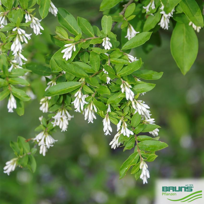 Ligustrum obtusifolium var. regelianum, Busch-Liguster von Bruns Pflanzen
