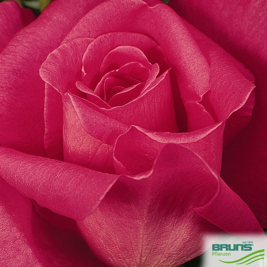 Edelrose 'Lady Like' (R) von Bruns Pflanzen